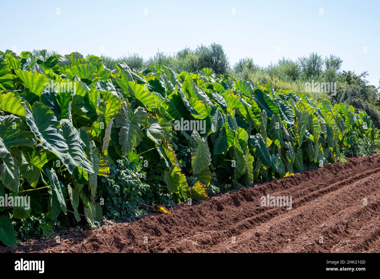 Plantationf of Colocasia esculenta tropical plant grown primarily for ...