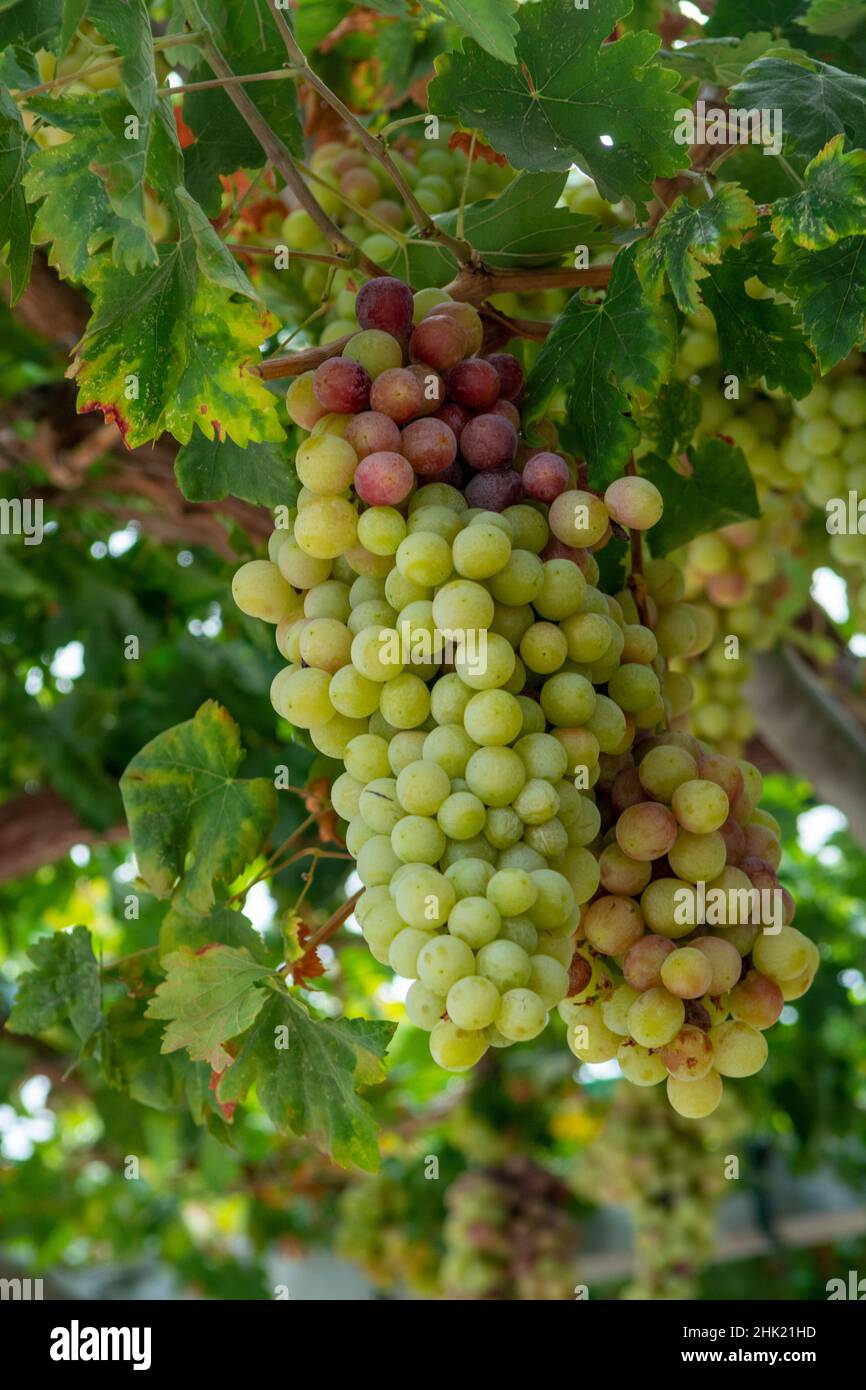 Bunches of white-pink sweet seedless table grapes ripening on vineyars ...