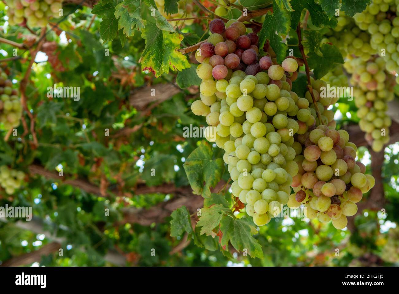 Bunches of white-pink sweet seedless table grapes ripening on vineyars ...