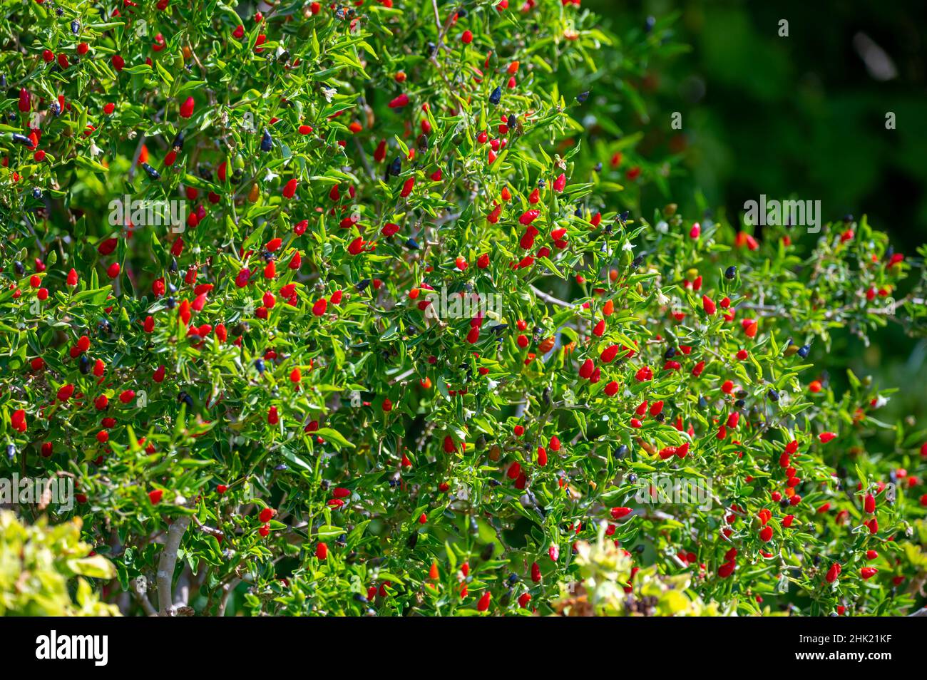 Pimento tree hi-res stock photography and images - Alamy