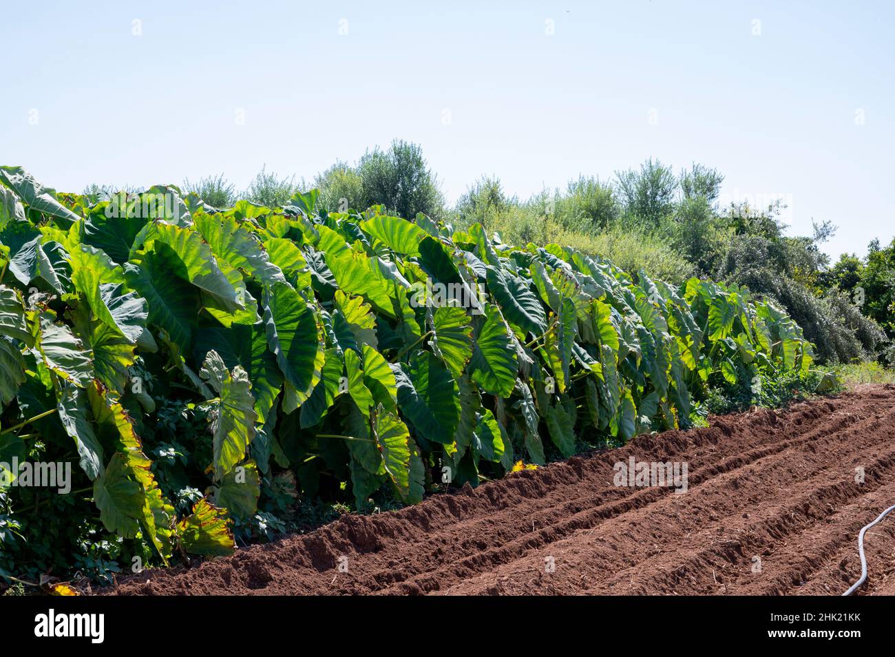 Plantationf of Colocasia esculenta tropical plant grown primarily for ...