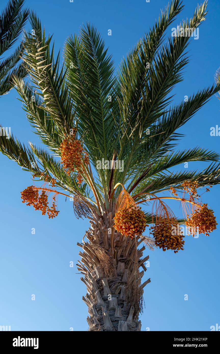 Plantation of phoenix date palm with bunches full of orange date fruits ...