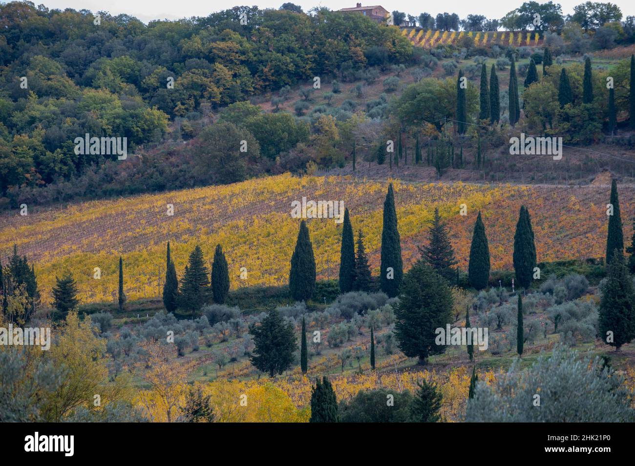 Walking on hills near Abbazia Sant'Antimo, Montalcino, Tuscany, Italy ...