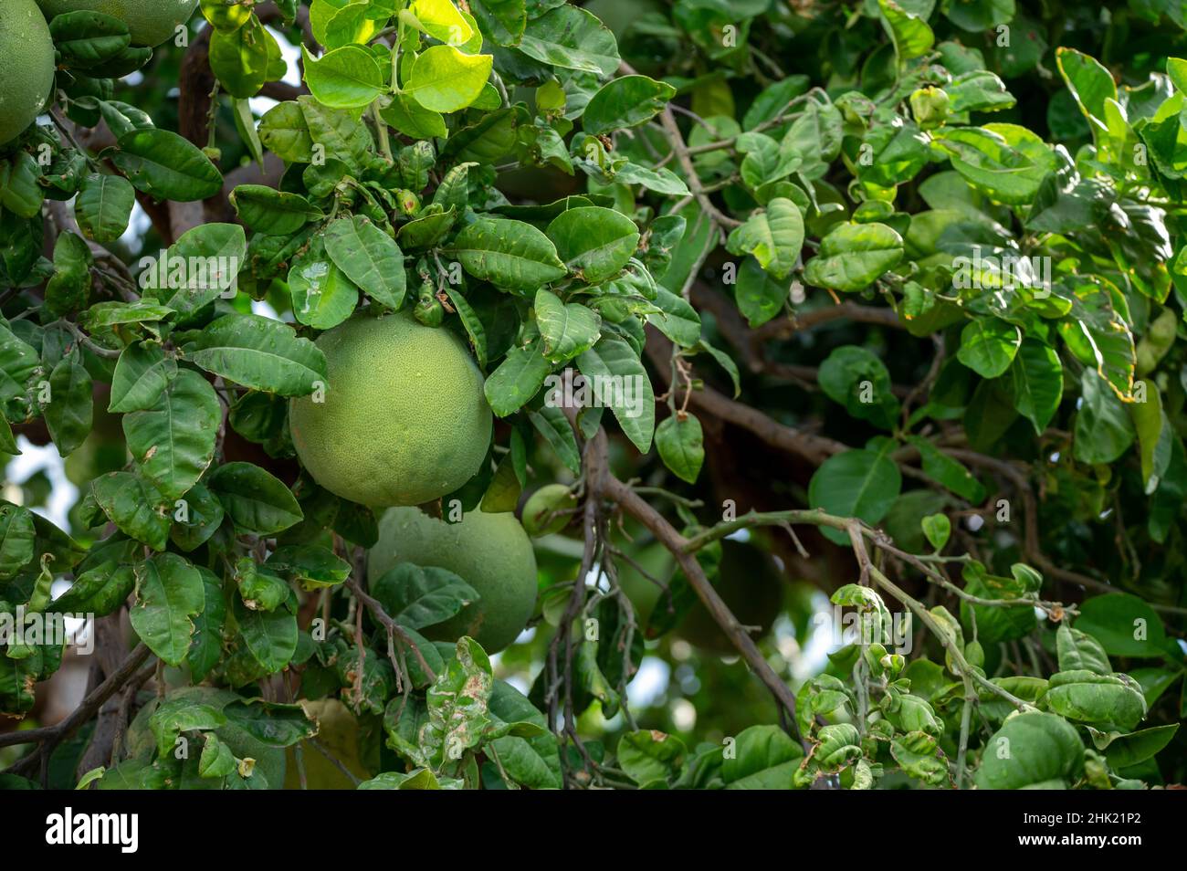Big round pomelo tropical citrus fruits hanging on trees on pomelo ...