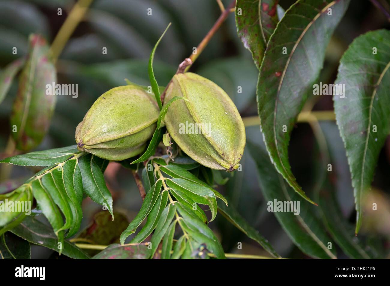 Green pecan nuts ripening on plantations of pecan trees on Cyprus near ...