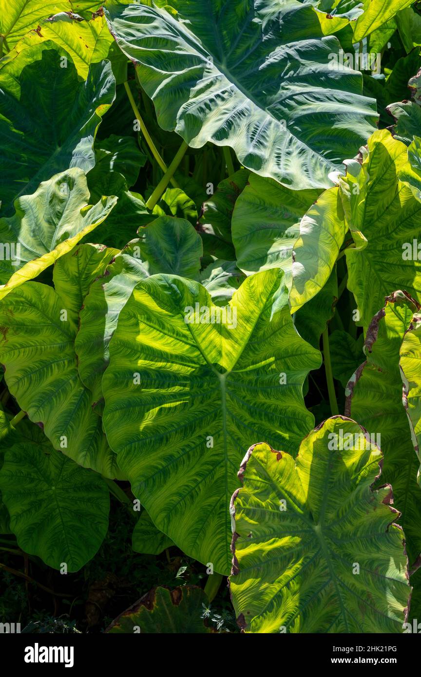 Plantationf of Colocasia esculenta tropical plant grown primarily for ...