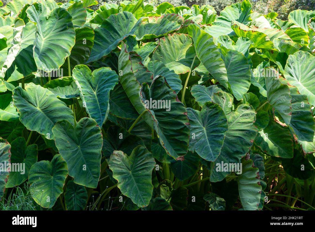 Plantationf of Colocasia esculenta tropical plant grown primarily for ...