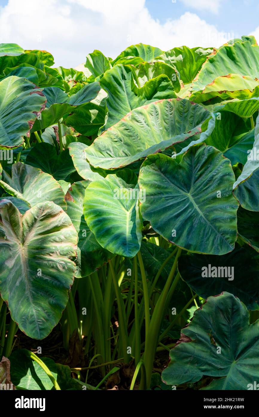 Plantationf of Colocasia esculenta tropical plant grown primarily for ...