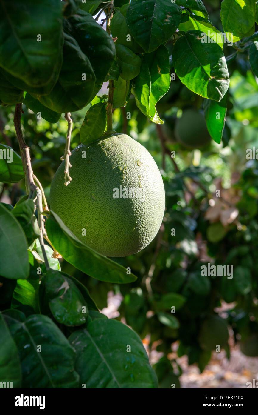 Big round pomelo tropical citrus fruits hanging on trees on pomelo ...