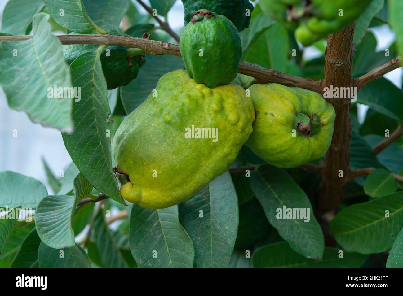 Inside green guava hi-res stock photography and images - Alamy