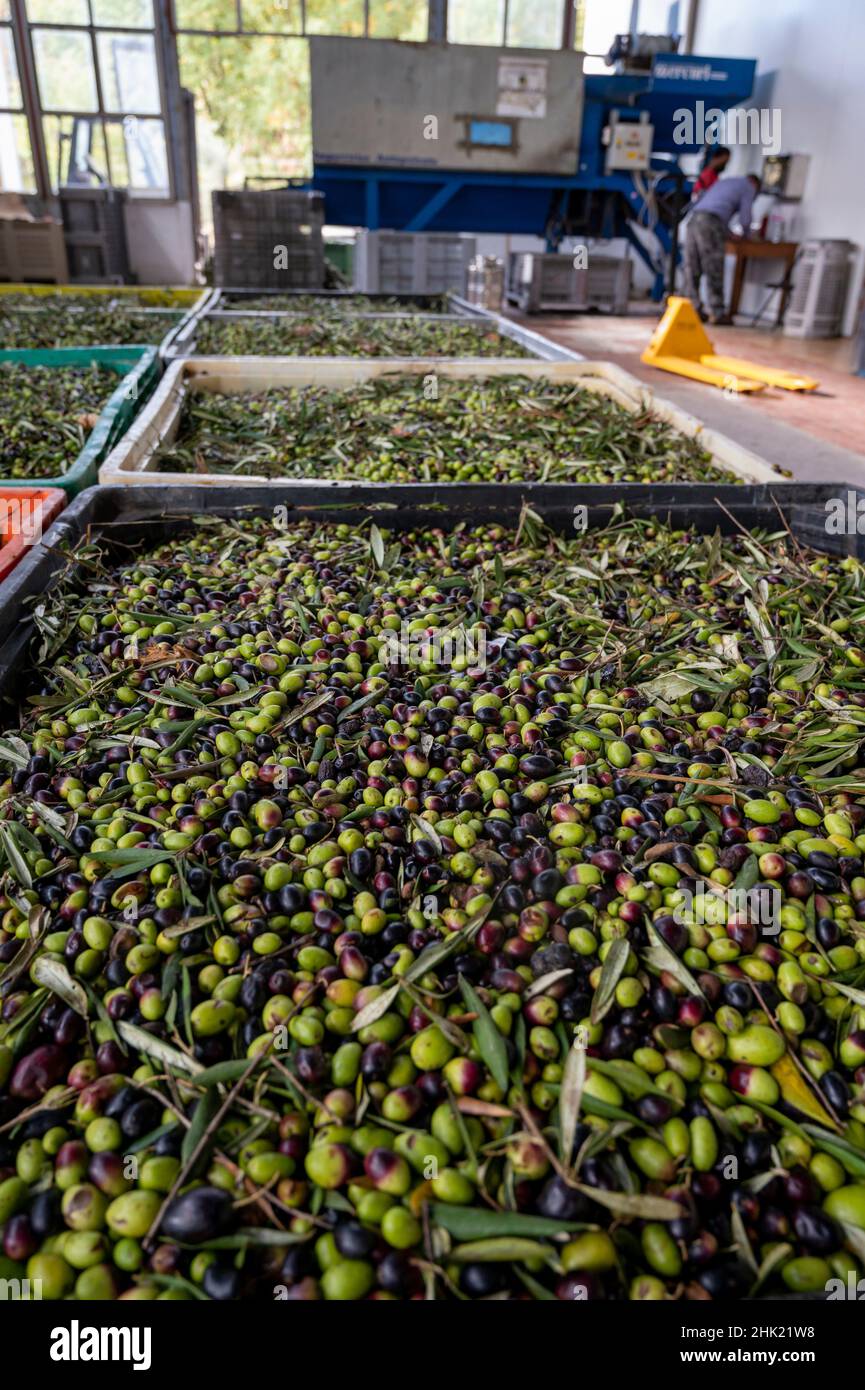 Olive oil mill tuscany hi-res stock photography and images - Alamy