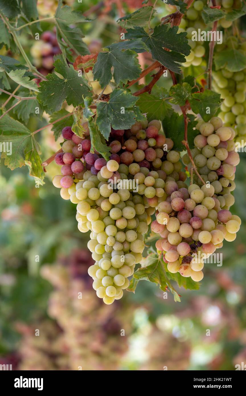 Bunches of white-pink sweet seedless table grapes ripening on vineyars ...