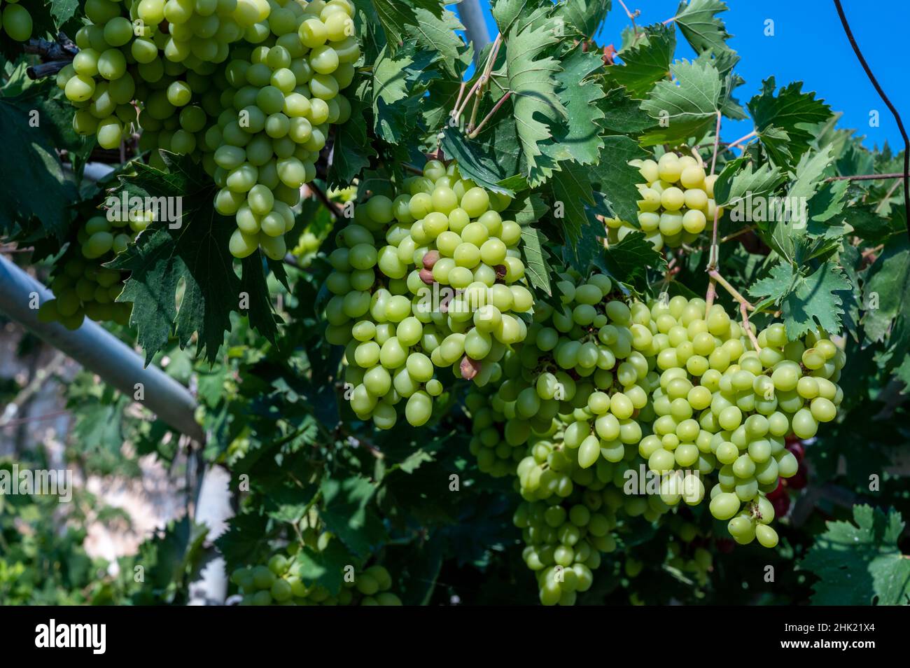 Plantation of white sweet seedless table grapes on Cyprus, nature ...