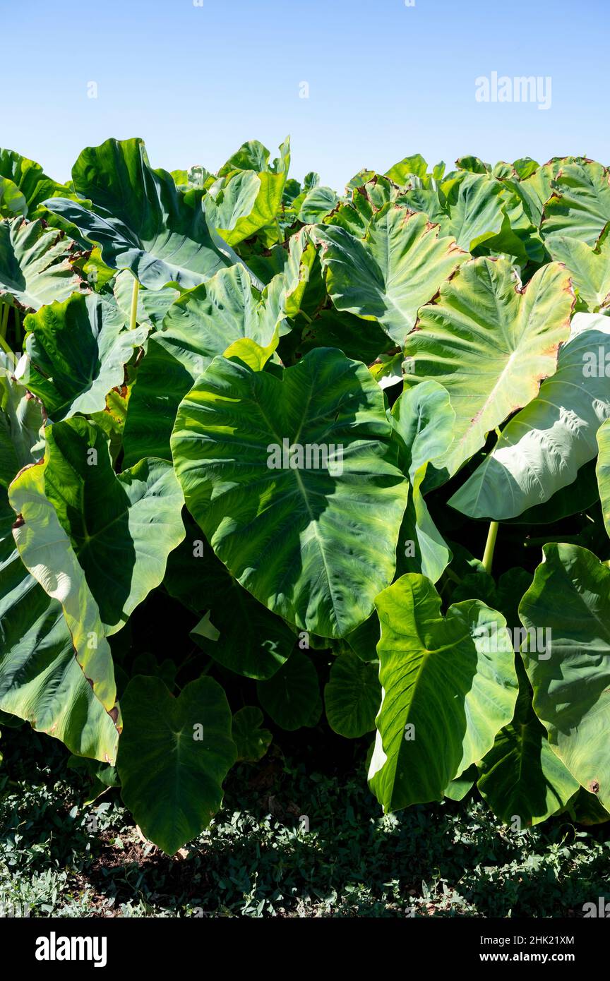 Plantationf of Colocasia esculenta tropical plant grown primarily for ...