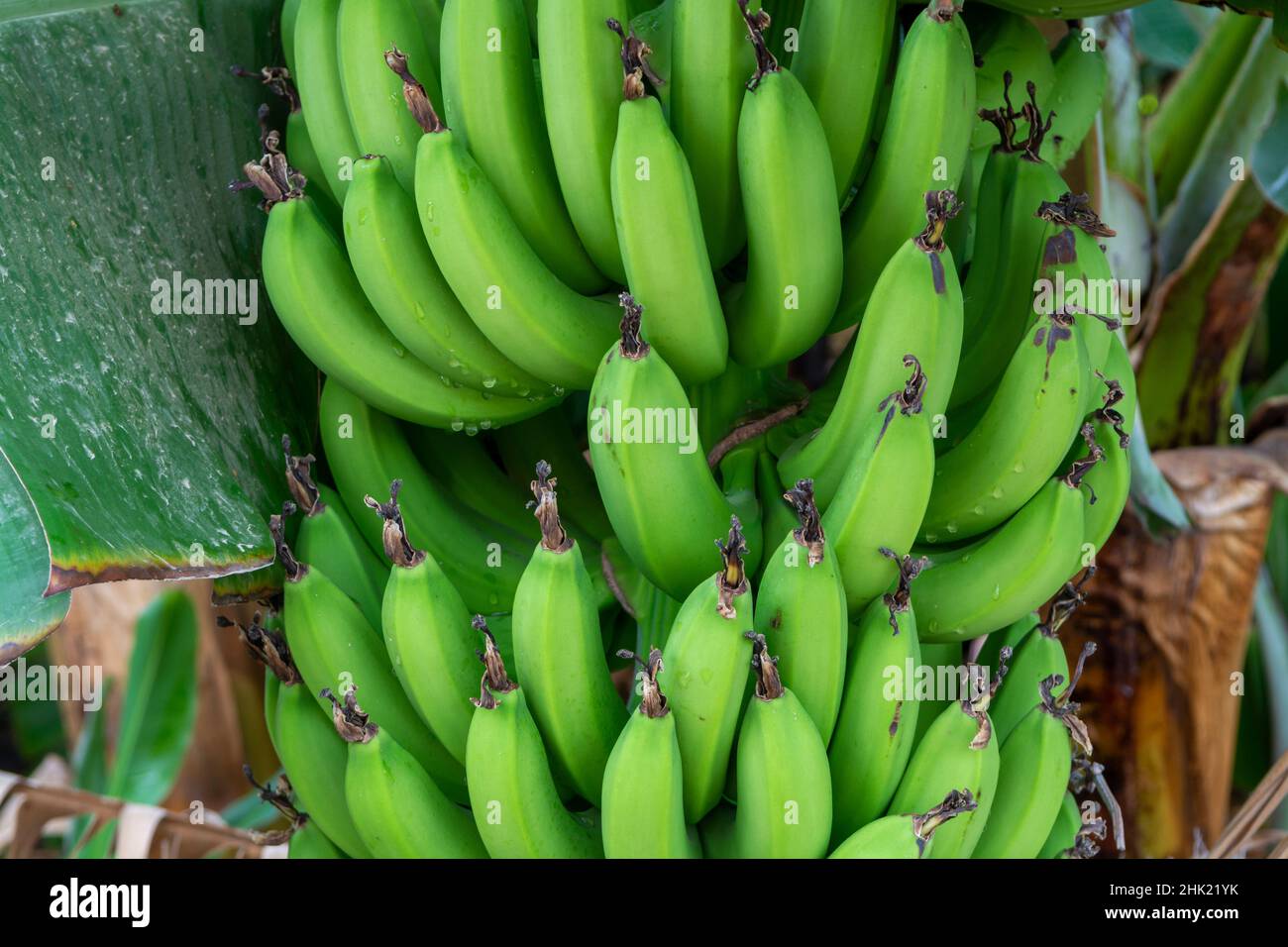 Banana trees plantations with clusters of green bananas tropical fruits ...