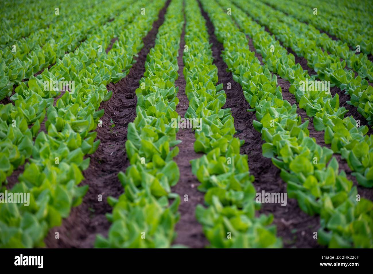 Italian greenhouse with rows of young organic green lettuce salad ...