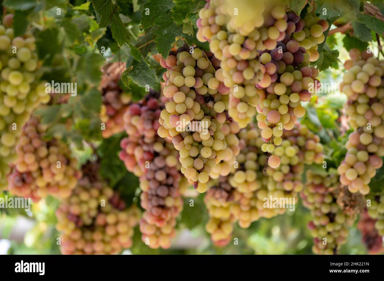 Bunches of white-pink sweet seedless table grapes ripening on vineyars ...