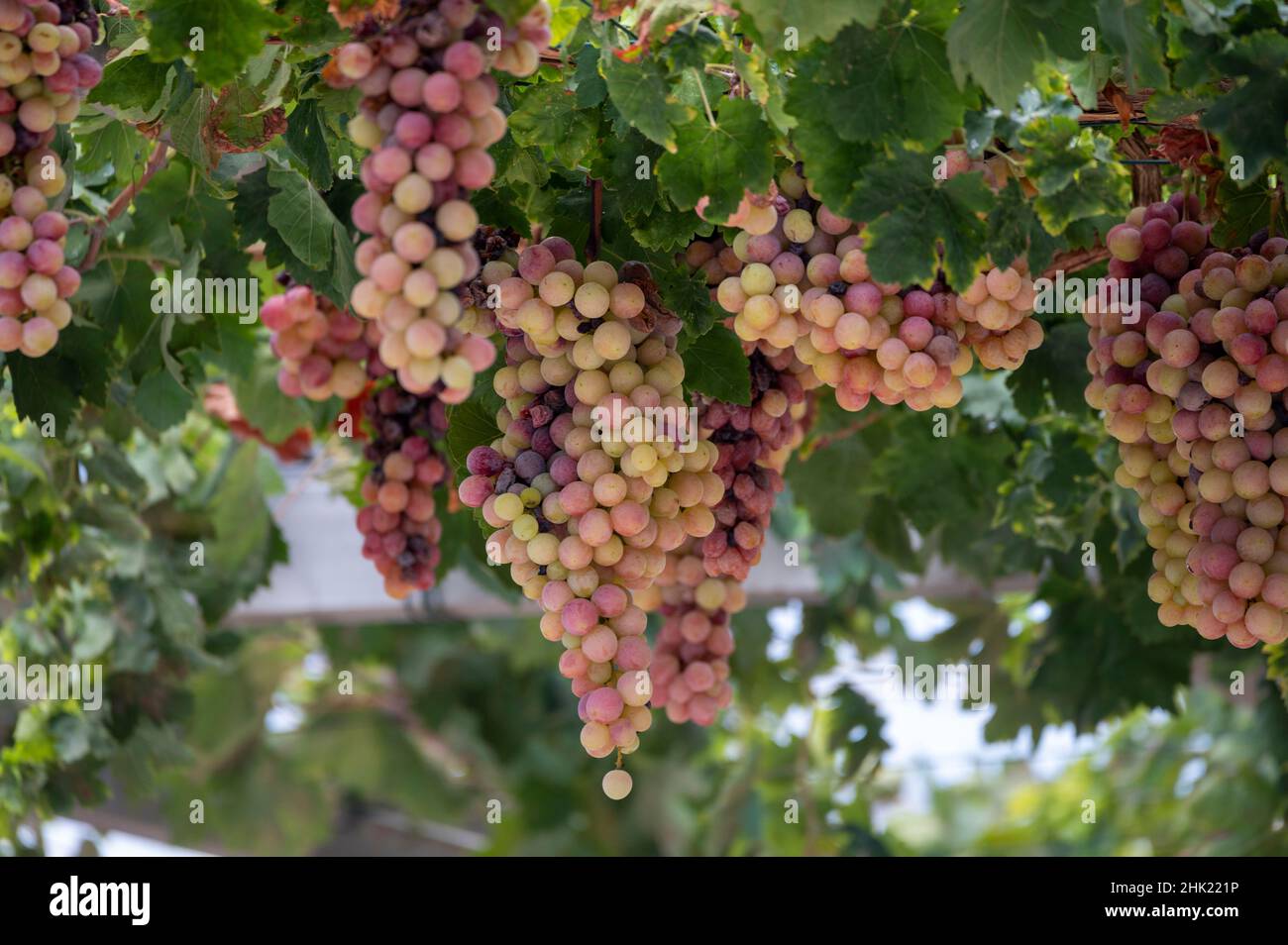 Bunches of white-pink sweet seedless table grapes ripening on vineyars ...