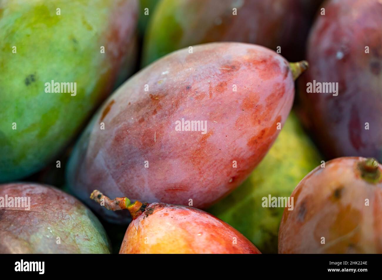 Fresh juicy colorful mango tropical fruits in box in grocery store ...