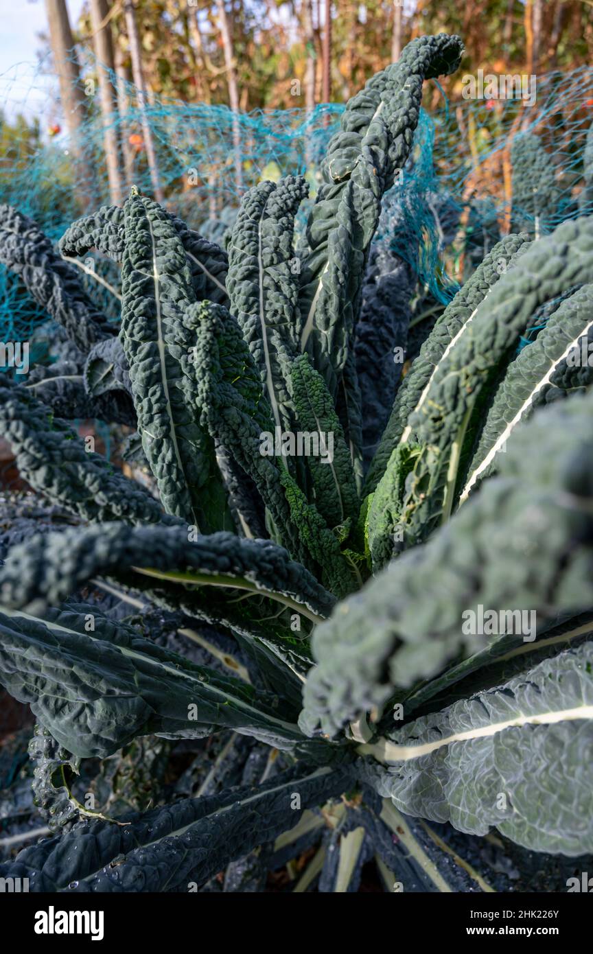 Growing in garden cavolo nero kale cabbage or black tuscan palm, vegan ...