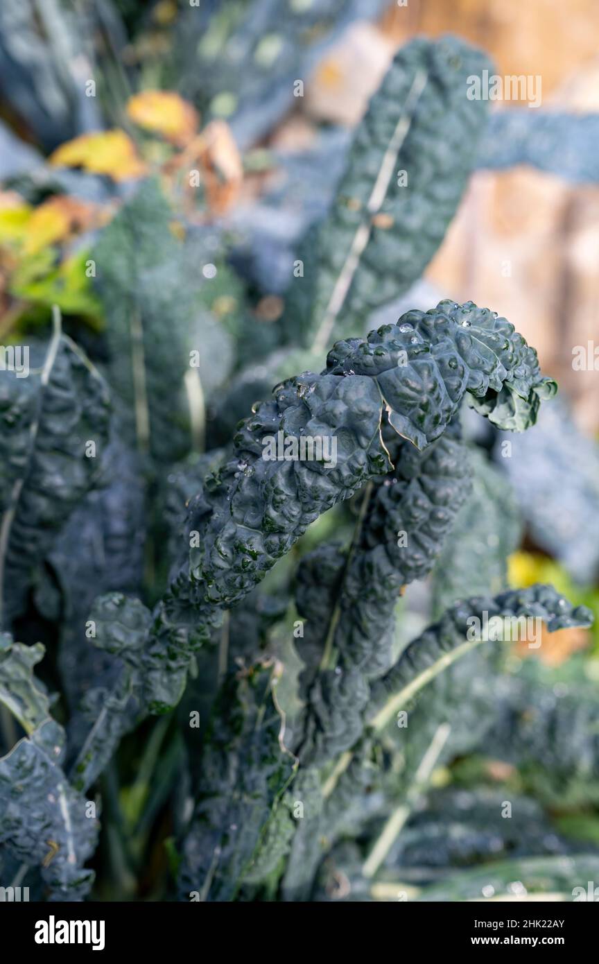 Growing in garden cavolo nero kale cabbage or black tuscan palm, vegan ...