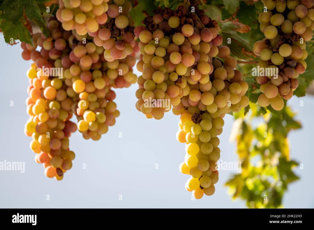 Bunches of white-pink sweet seedless table grapes ripening on vineyars ...