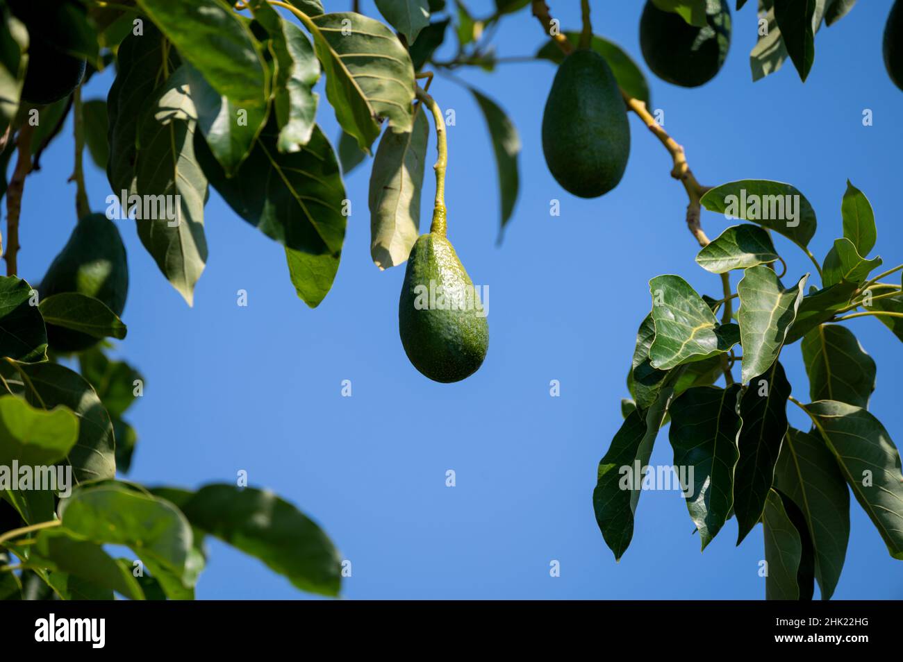 Green ripe organic avocados fruits hanging on avocado trees plantation ...