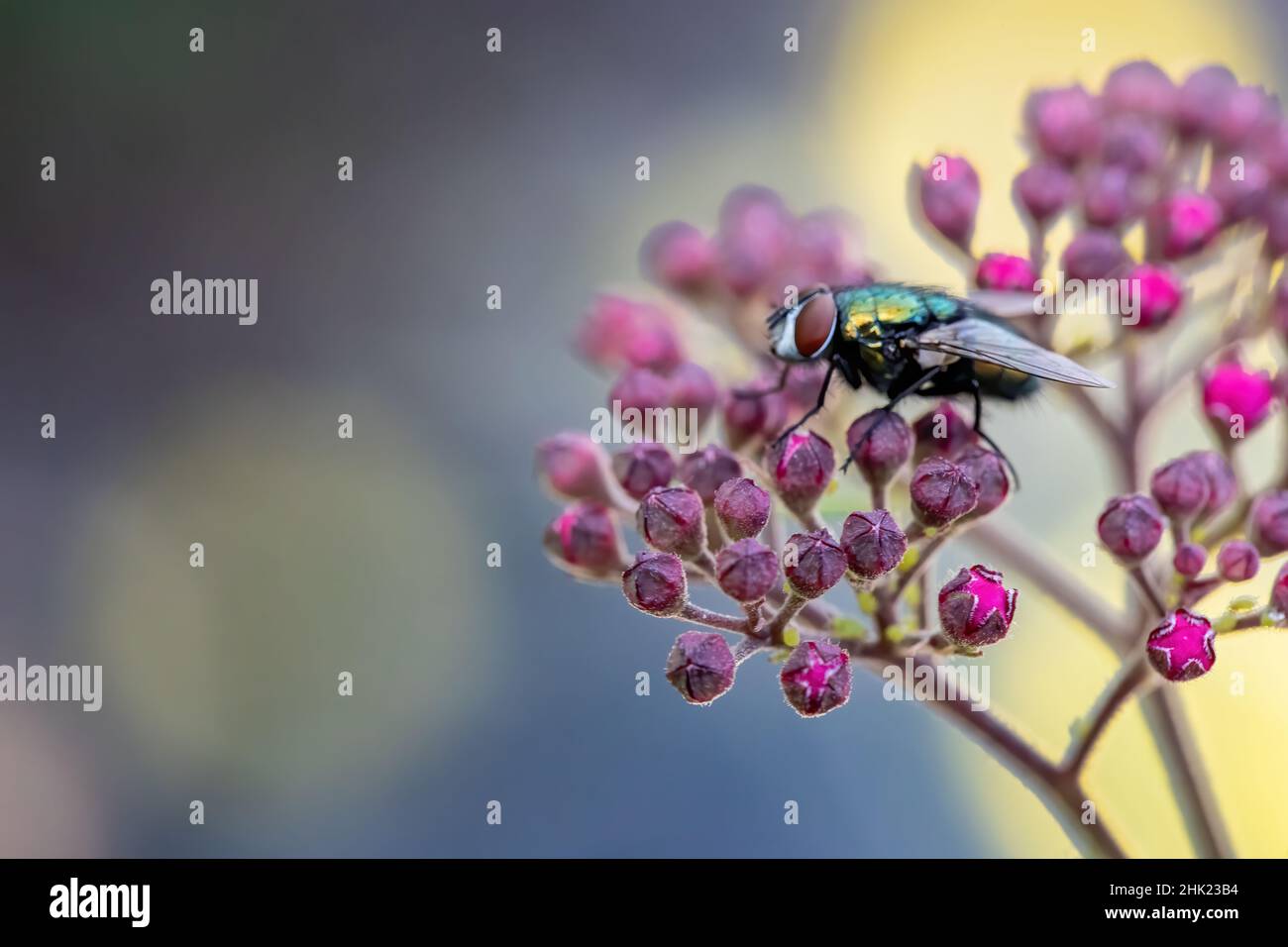 Close-up of a fly on a spirea bush blossom with beautiful bokeh colors ...
