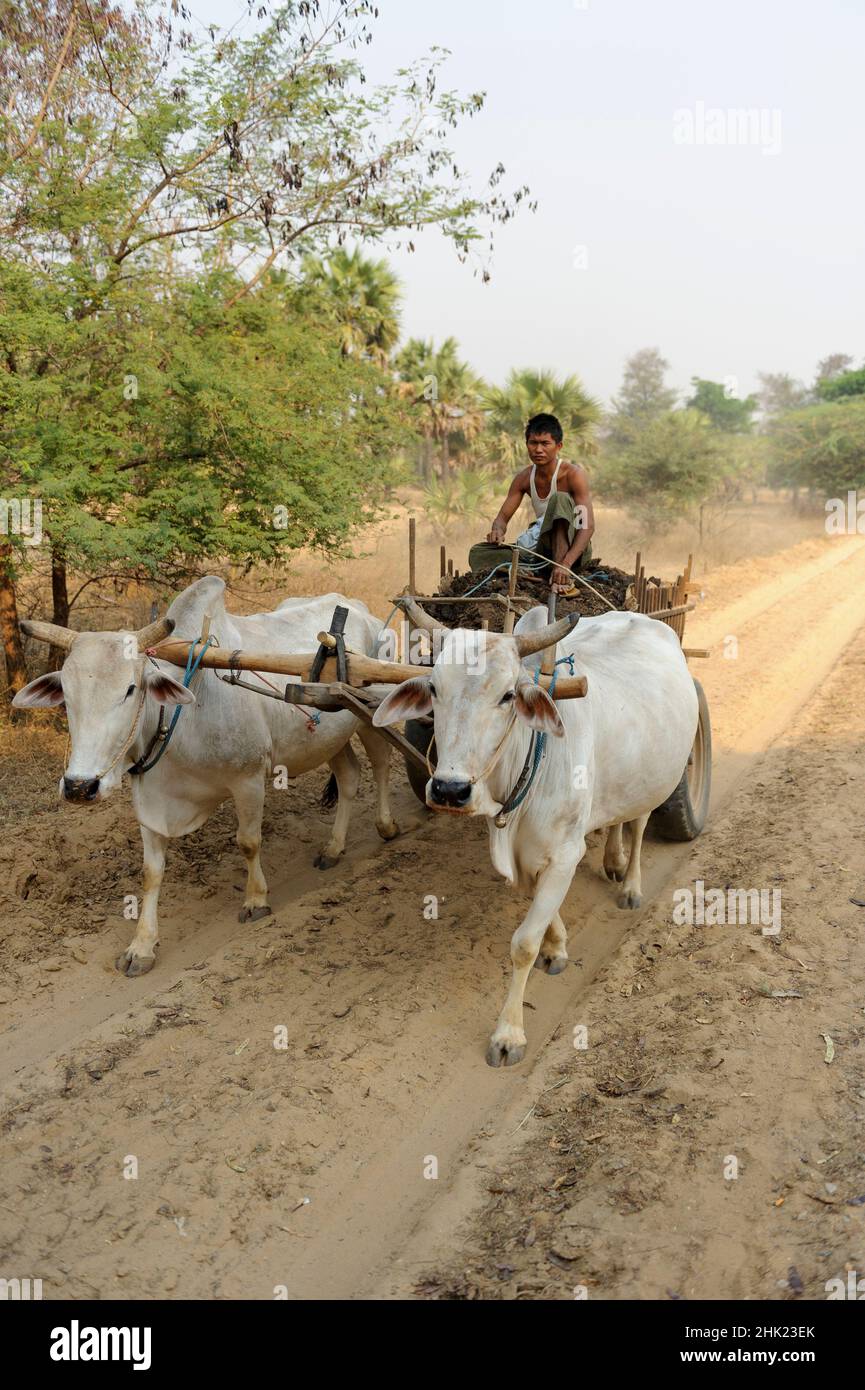 Man riding ox cart hi-res stock photography and images - Alamy