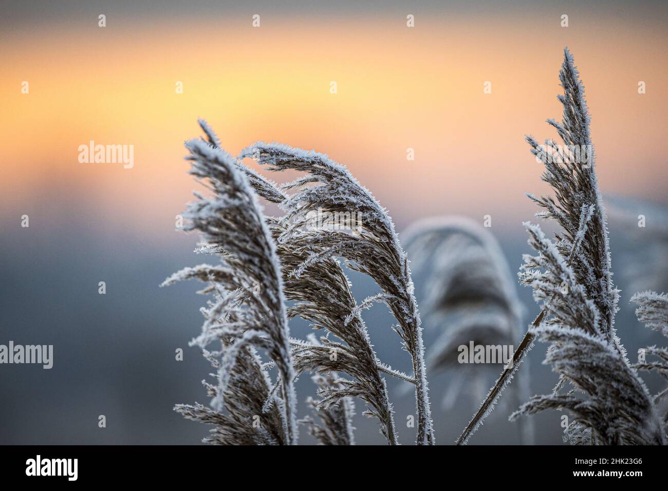 Shallow focus of snow-covered wheats moving from the wind on the blurry ...