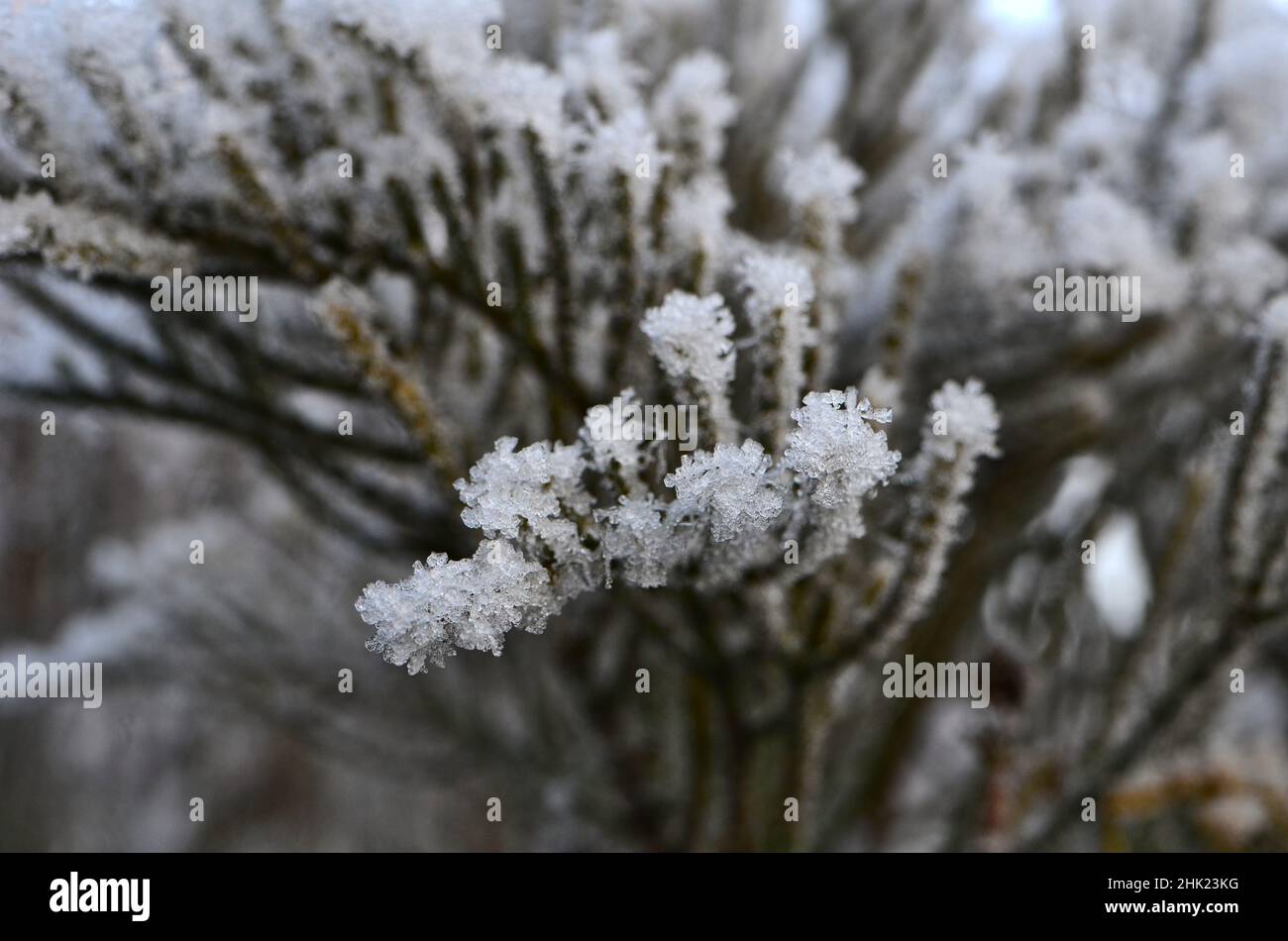Grayscale of ramified plant powdered with ice crystals Stock Photo - Alamy