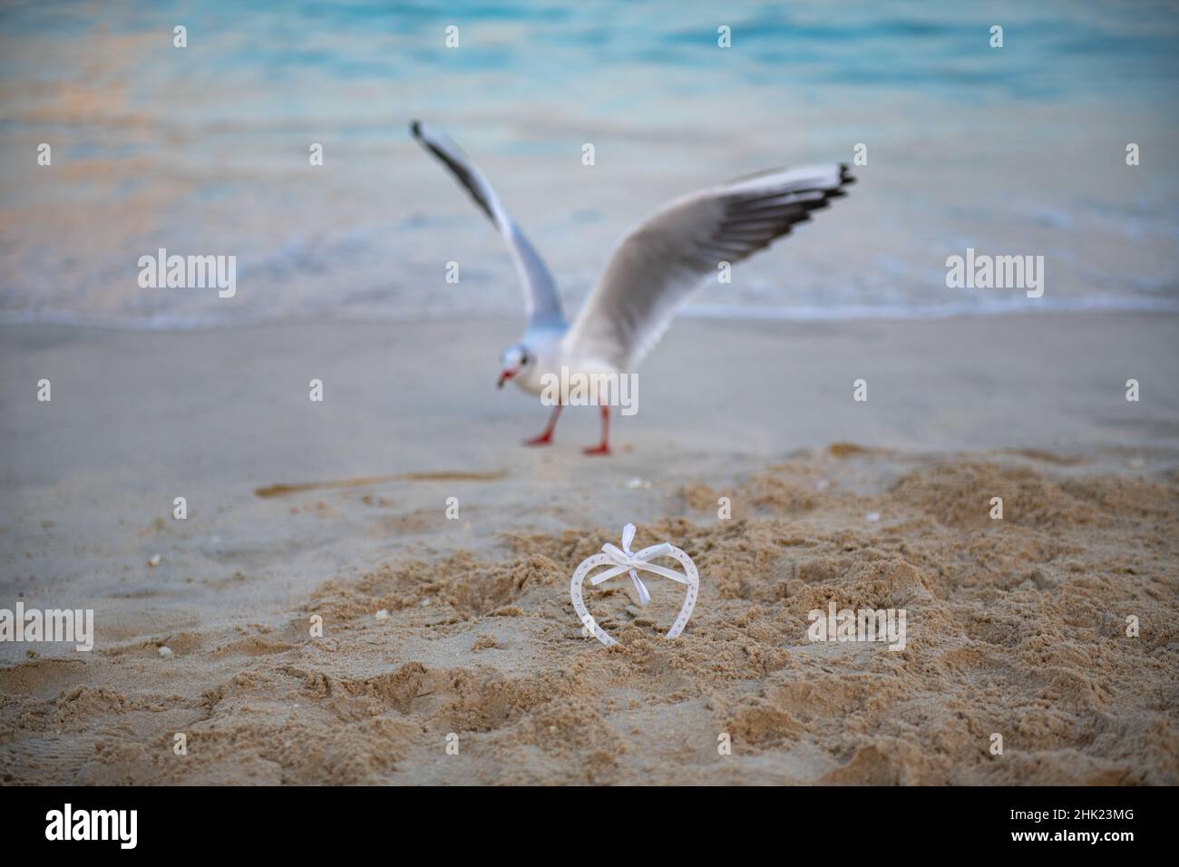 seagull and one white valentine on the beach Stock Photo - Alamy