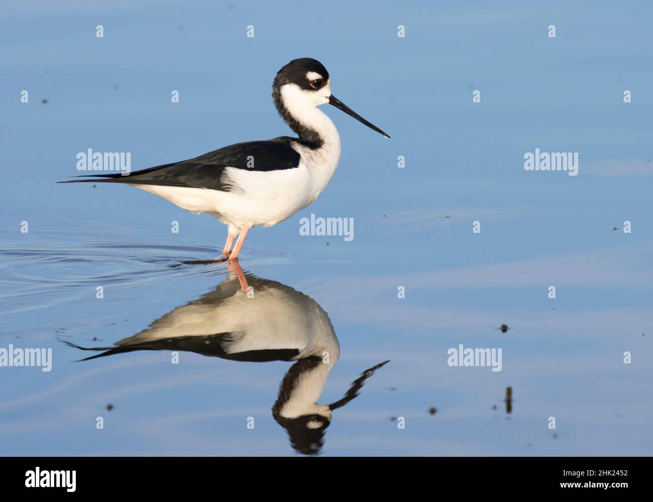 Black-necked Stilt (Himantopus mexicanus), Merced National Wildlife ...