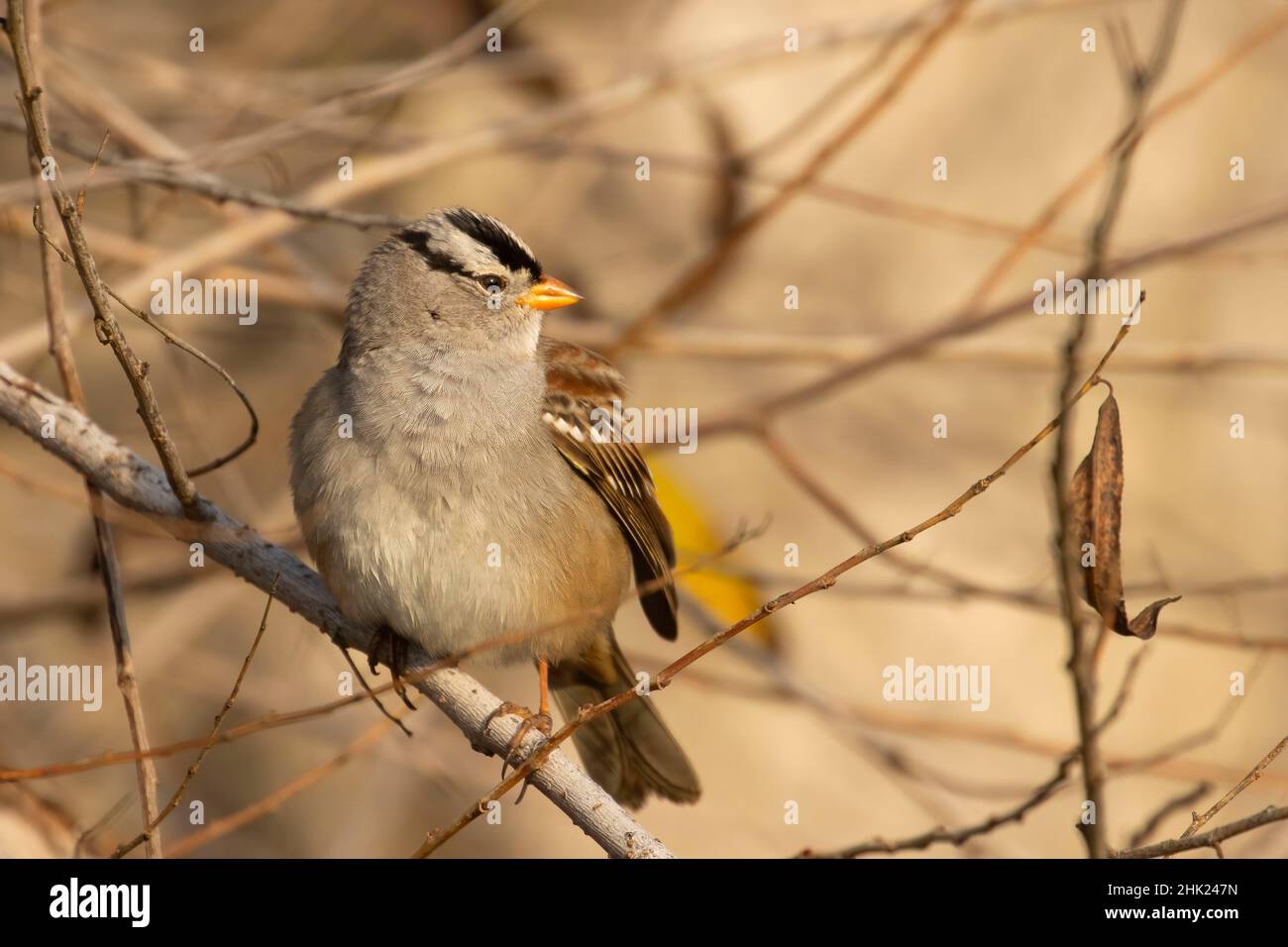 White-crowned sparrow (Zonotrichia leucophrys), Merced National ...