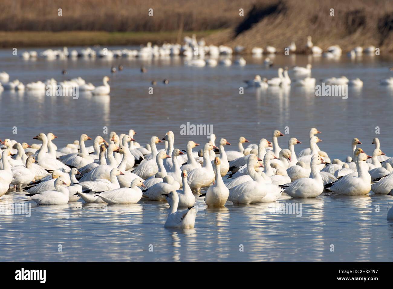 Snow geese (Chen caerulescens), Merced National Wildlife Refuge ...