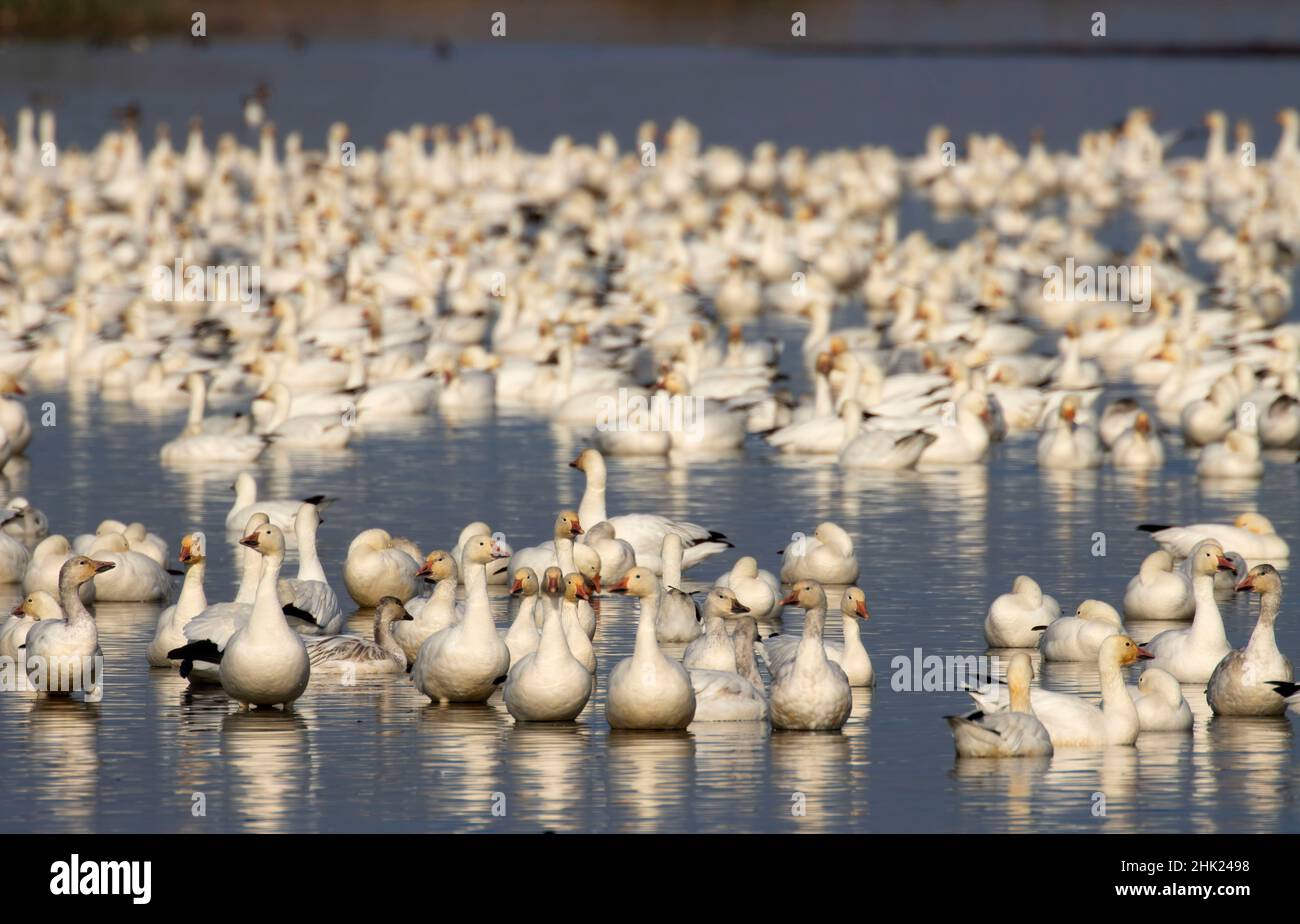 Snow geese (Chen caerulescens), Merced National Wildlife Refuge ...