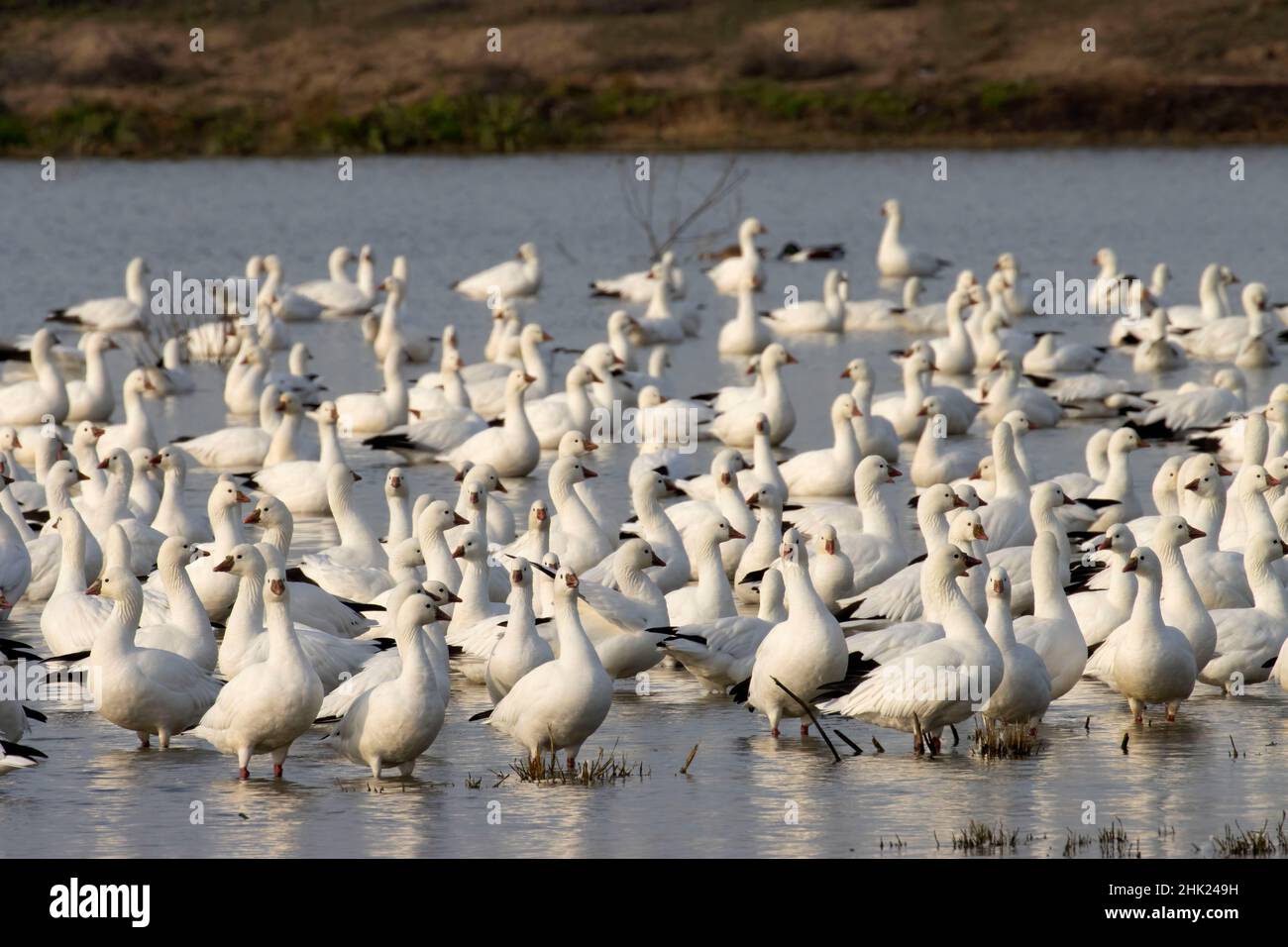 Snow geese (Chen caerulescens), Merced National Wildlife Refuge ...