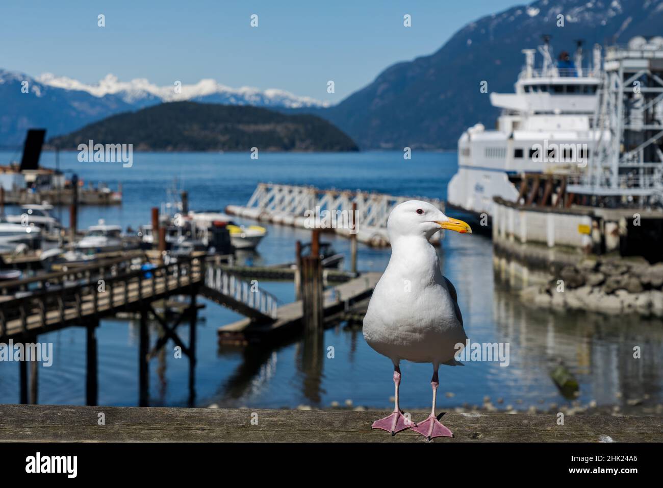 One seagull standing on the Horseshoe Bay Public Dock Park. West ...