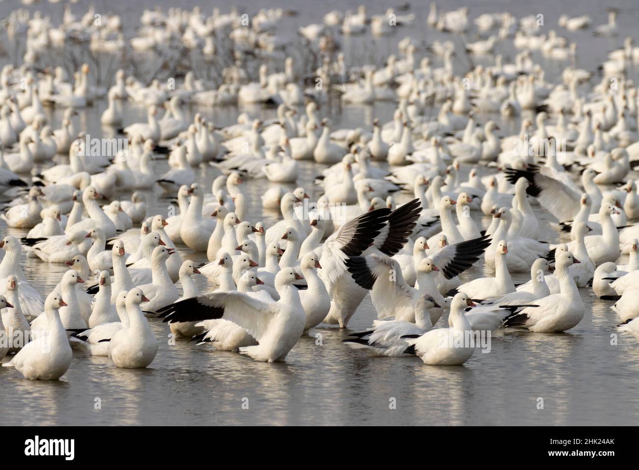 Snow geese (Chen caerulescens), Merced National Wildlife Refuge ...