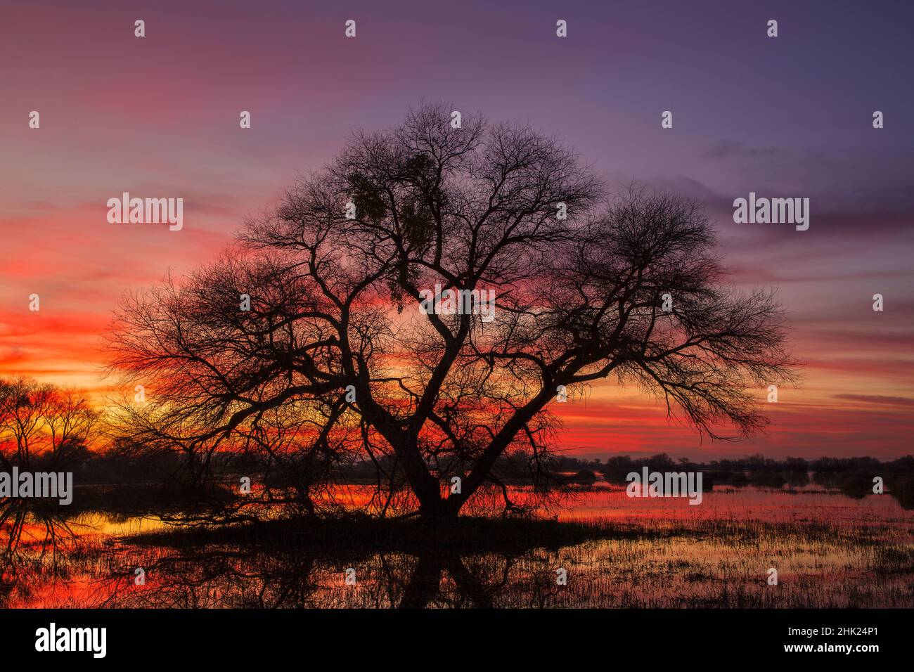 Sunset and wetland hi-res stock photography and images - Alamy