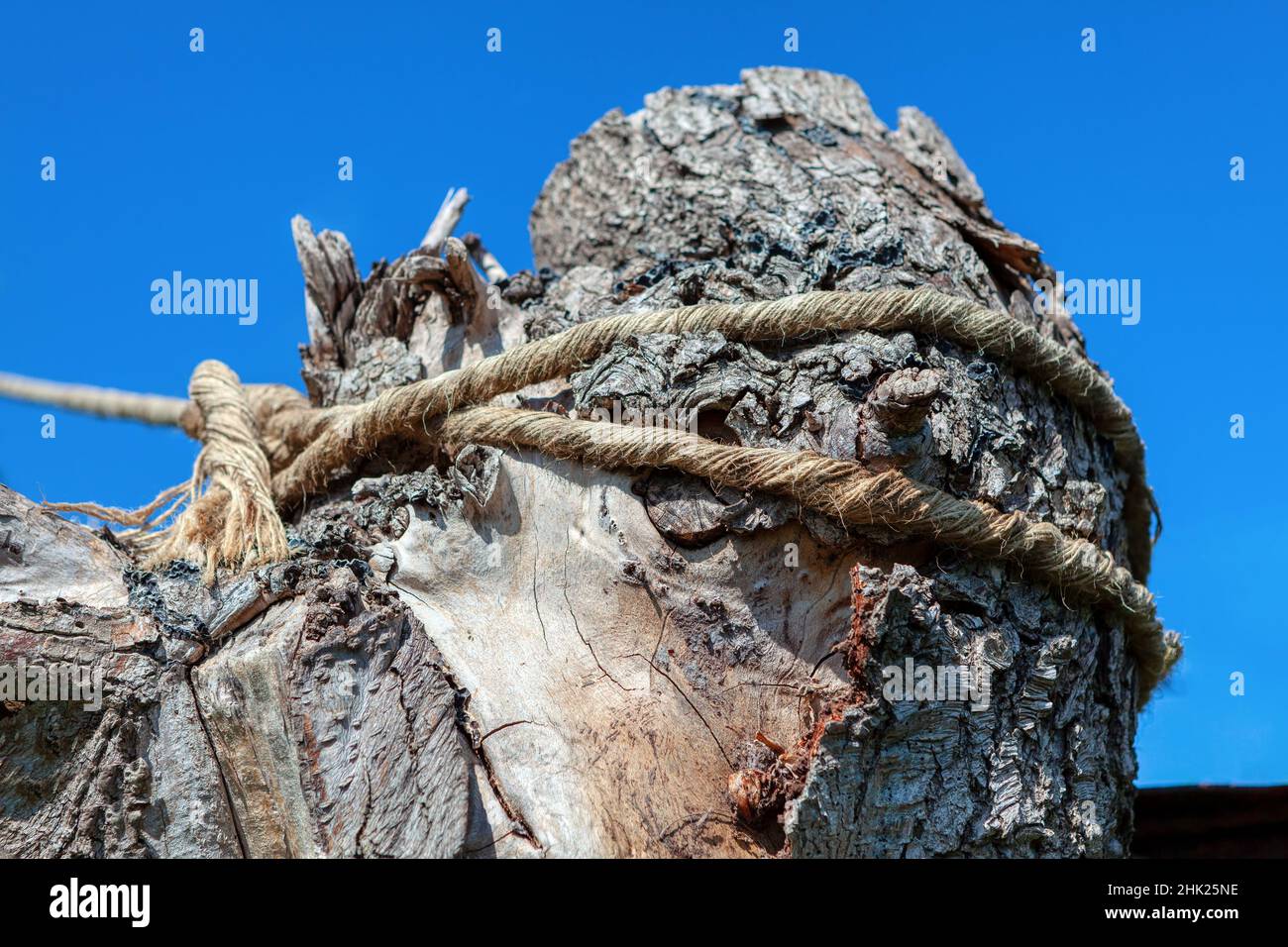 Rope wrapped on tree stump . Thread tied on branch Stock Photo - Alamy