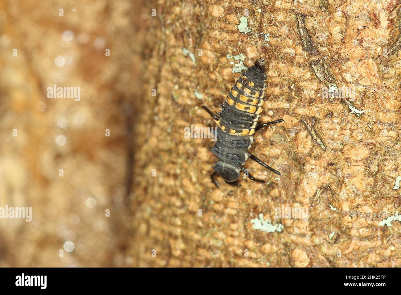 Lady beetle larvae hi-res stock photography and images - Alamy