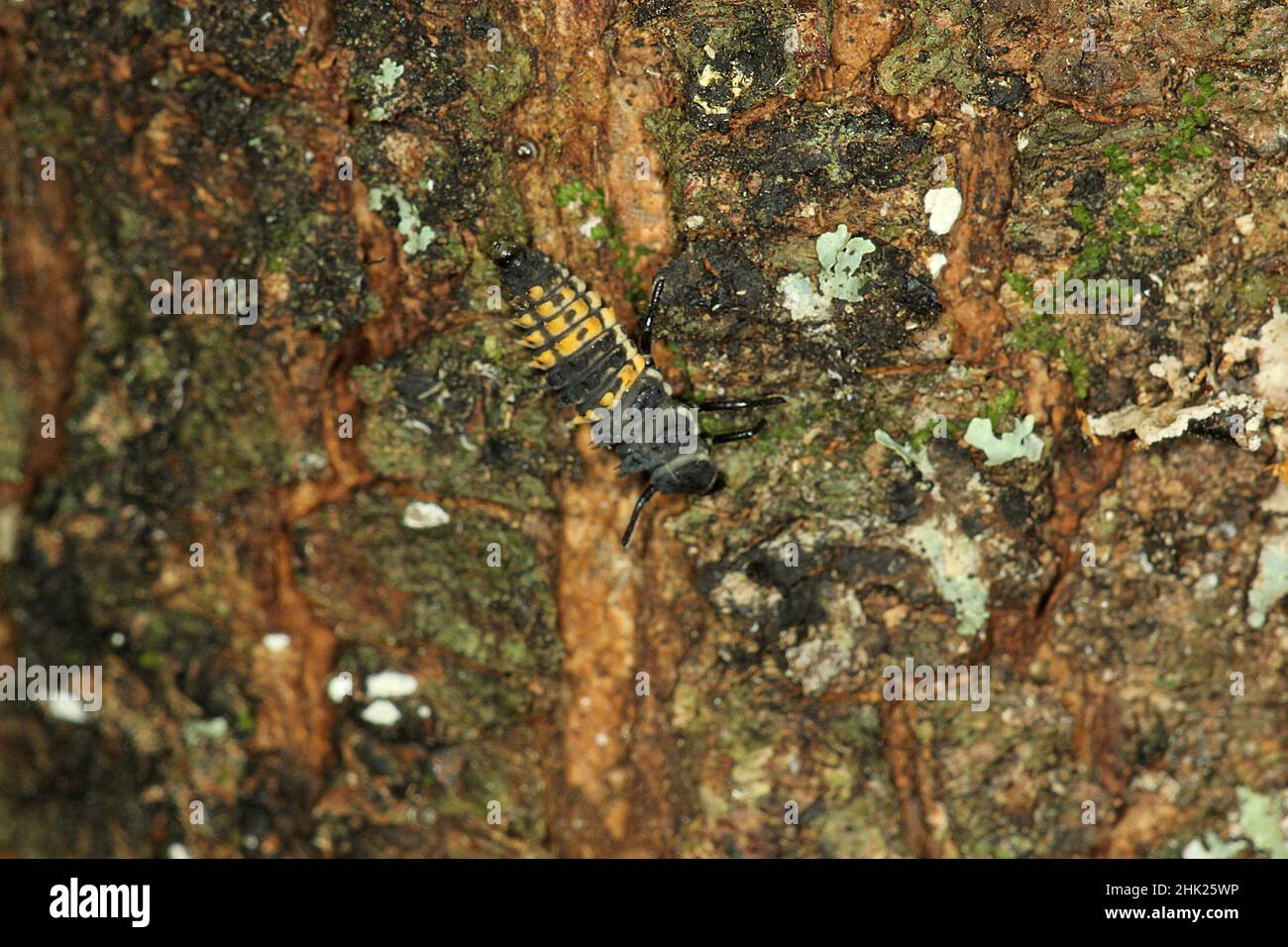 Lady beetle larvae hi-res stock photography and images - Alamy