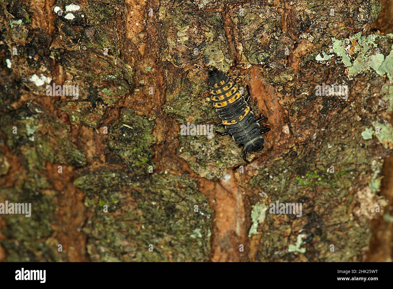 Lady beetle larvae (Harmonia sp.) on lichen covered tree trunk Stock ...