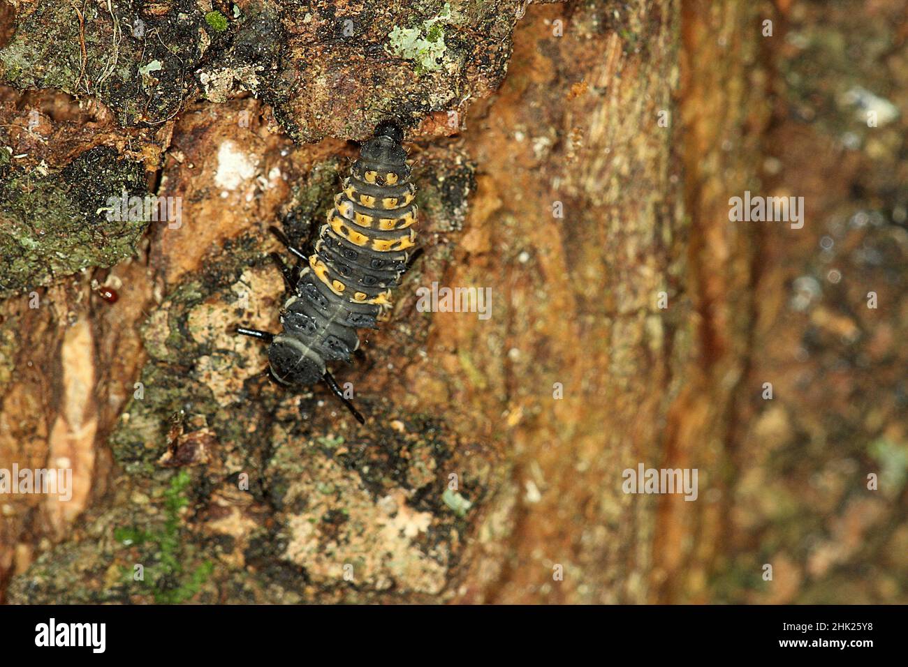 Lady beetle larvae hi-res stock photography and images - Alamy