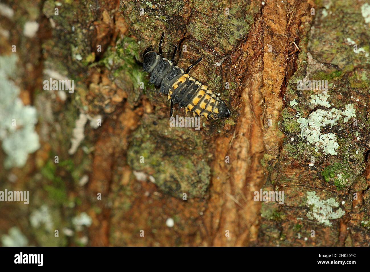 Lady beetle larvae hi-res stock photography and images - Alamy