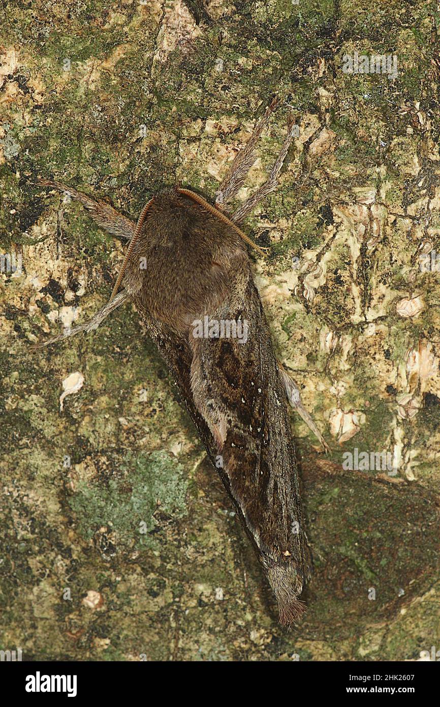 New zealand moth hi-res stock photography and images - Alamy