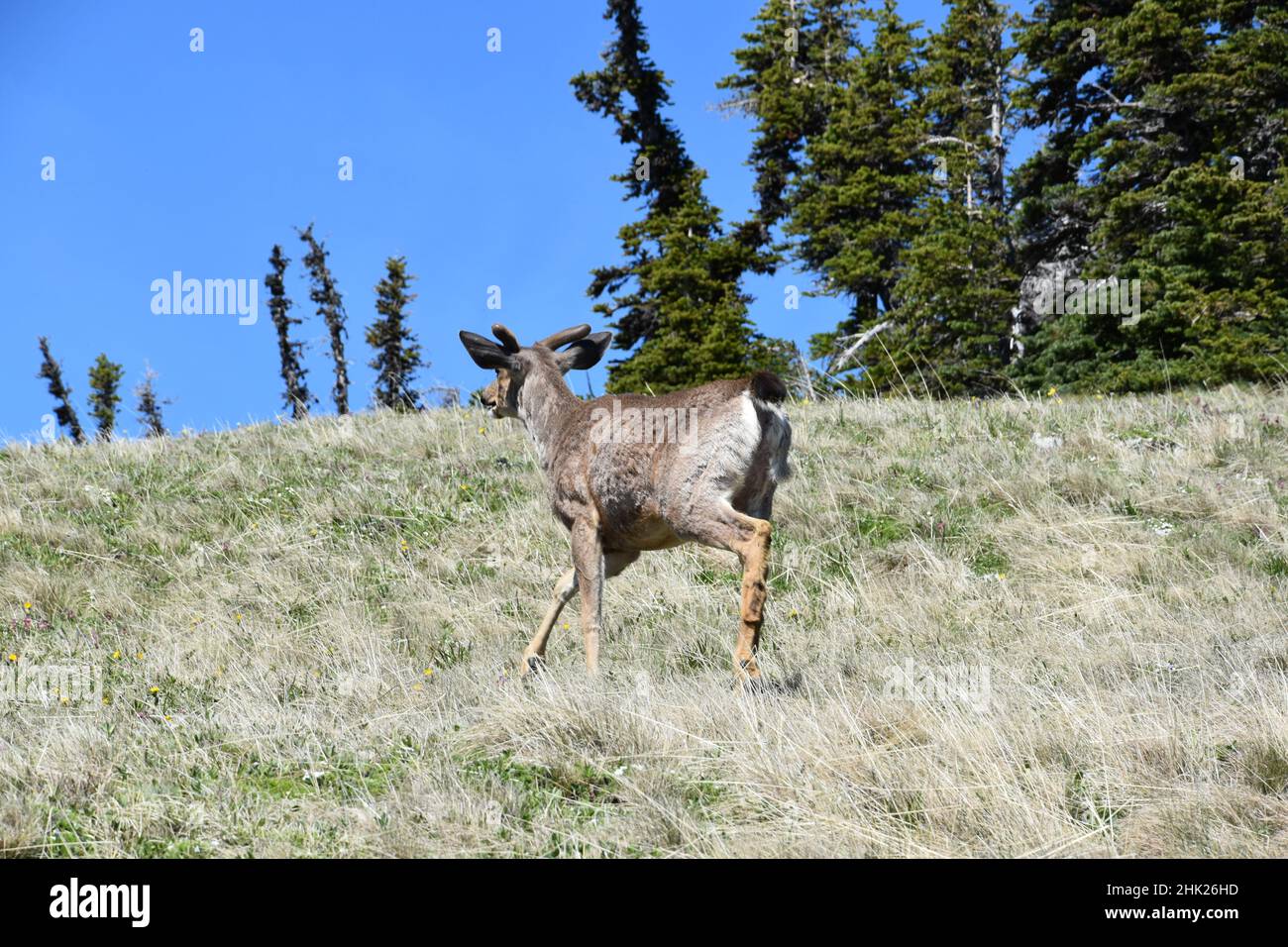 A deer atop Hurricane Ridge in Olympic National Park on the Olympic ...
