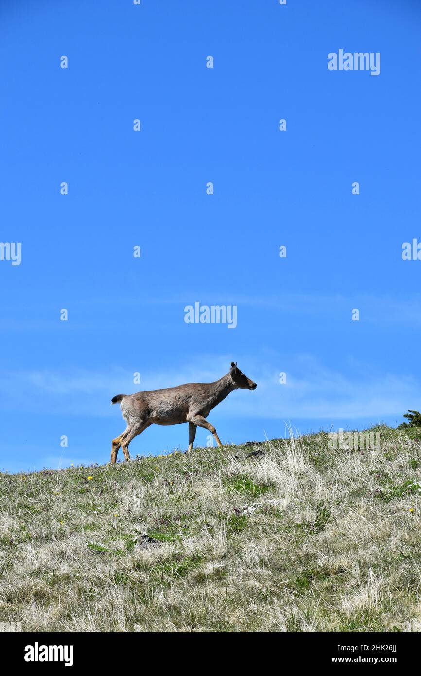 A deer atop Hurricane Ridge in Olympic National Park on the Olympic ...