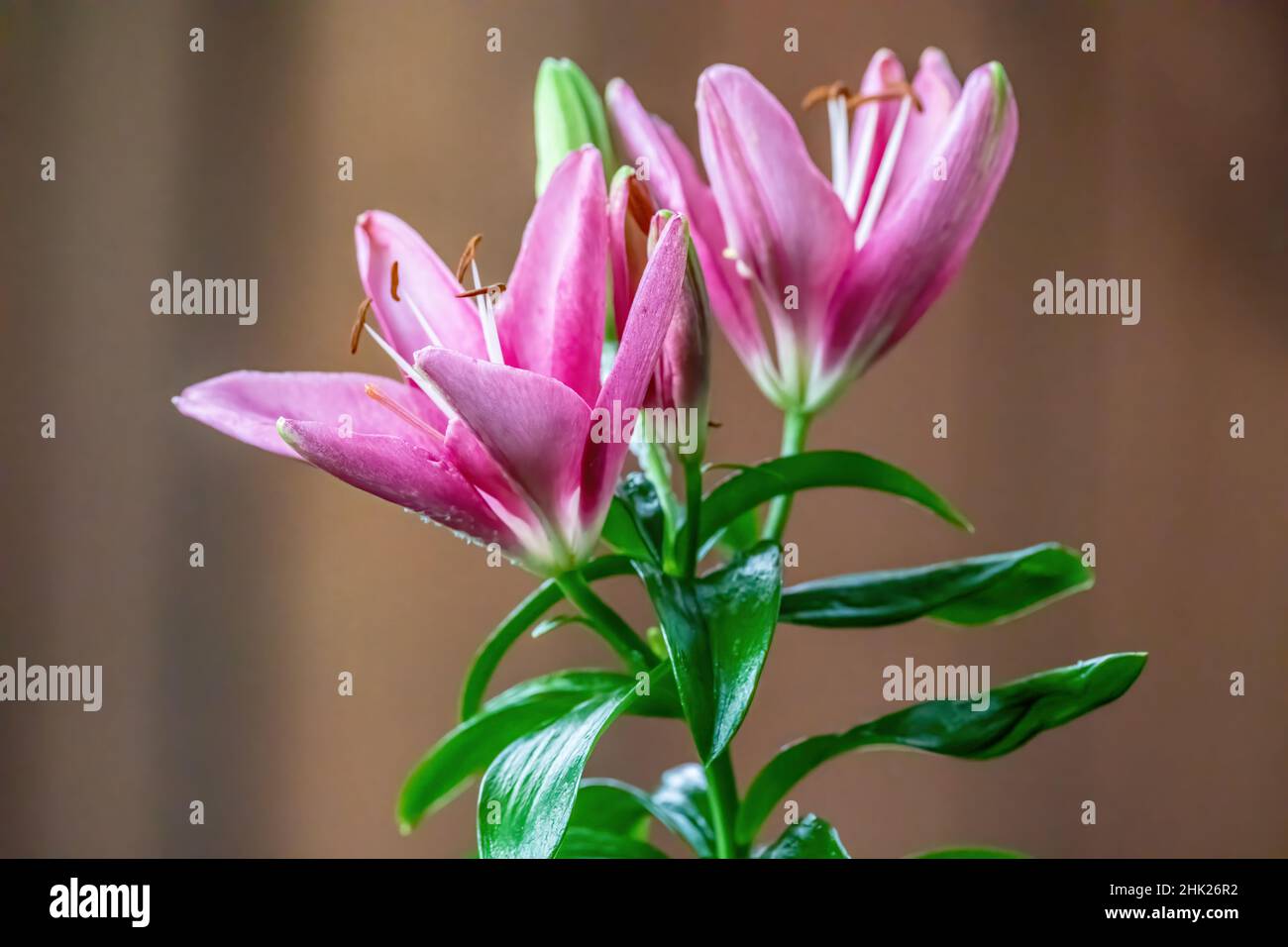 Asiatic lilies garden hi-res stock photography and images - Alamy